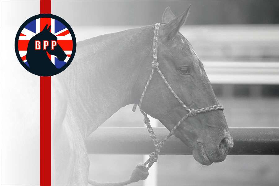 Pololine | Best Playing Pony UK